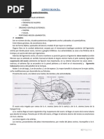 Partes de la Salpinge y Anatomía Asociada | PDF | Ovario | Pelvis