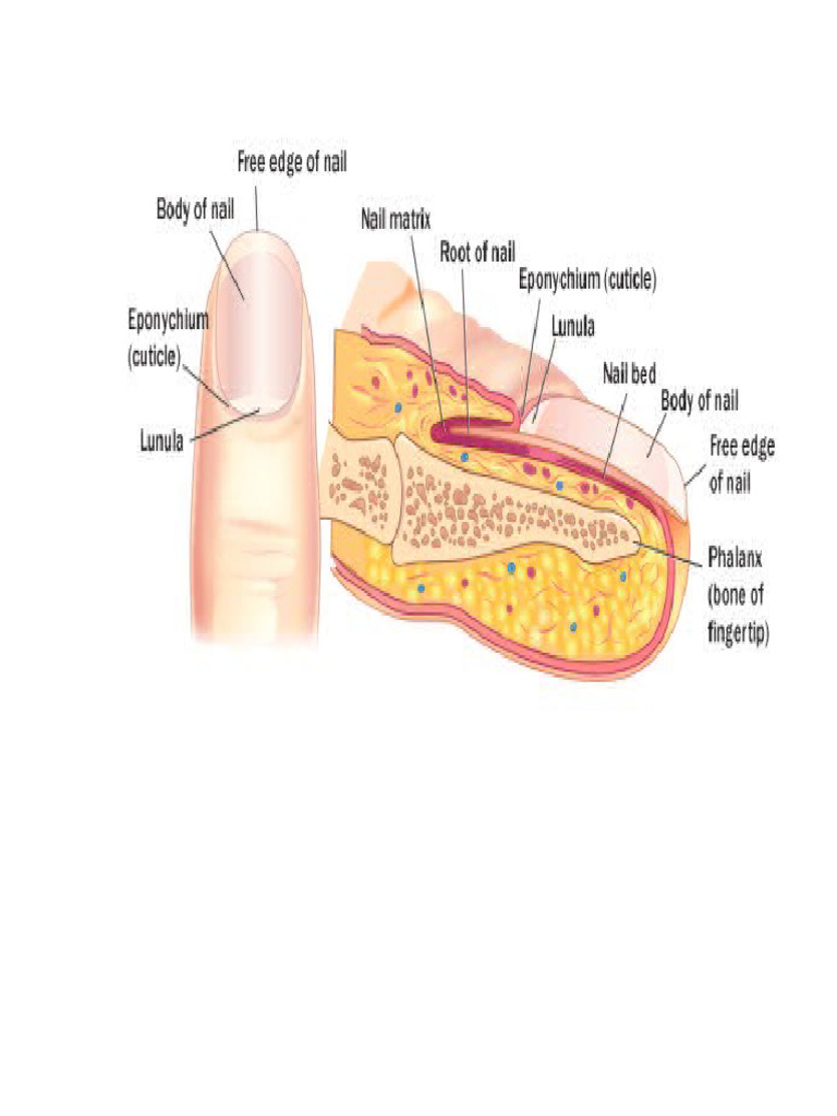 Function of the Nail's Free Edge | PDF | Nail (Anatomy) | Anatomy