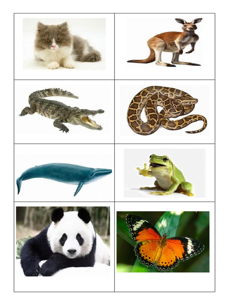 Gambar Haiwan Beranak Bertelur | PDF