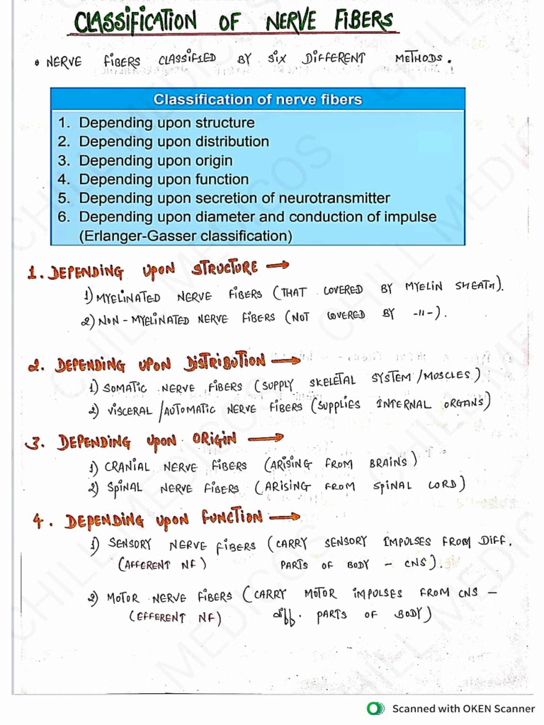 CNS Physiology Notes | PDF