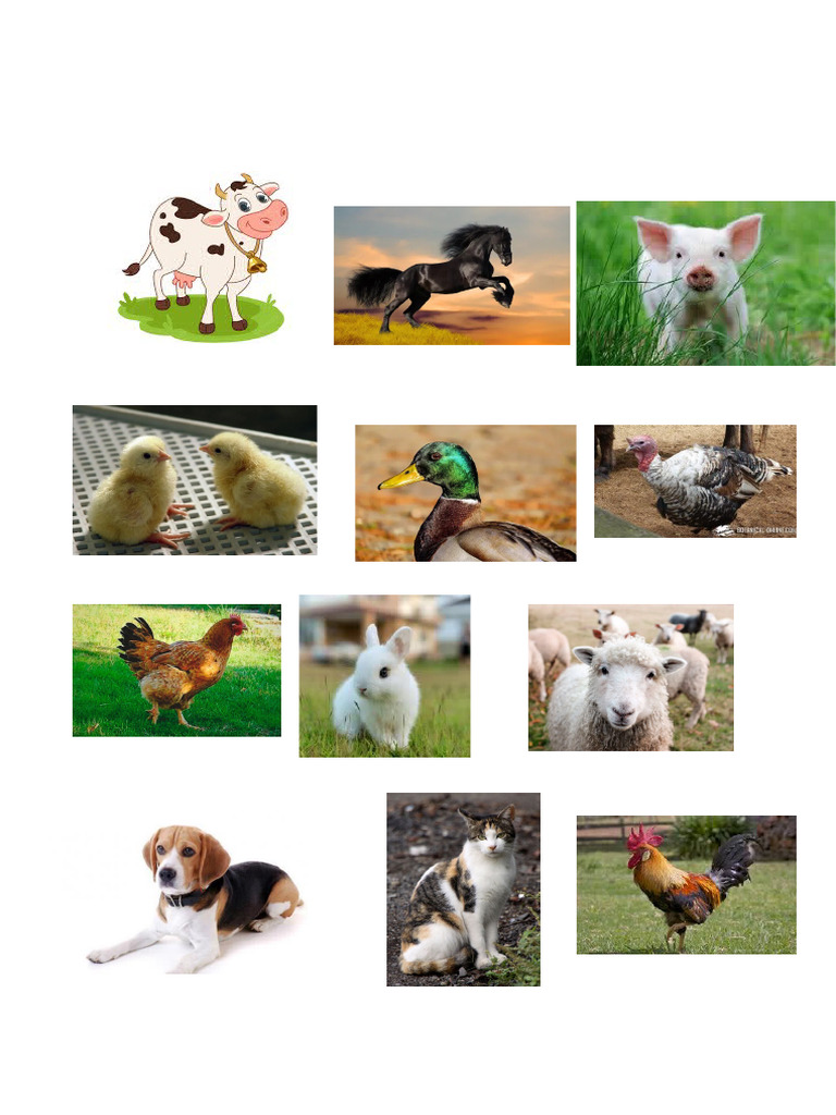 Daniel Animal | PDF