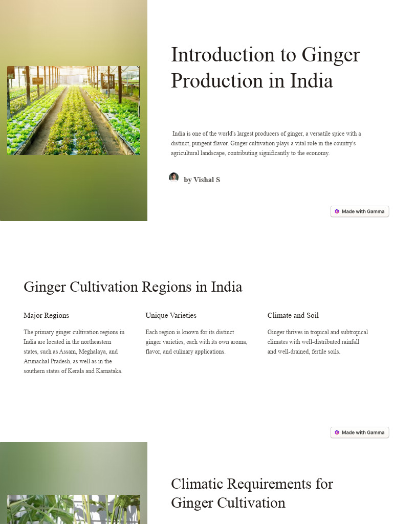 Introduction To Ginger Production in India | PDF | Ginger | Agriculture