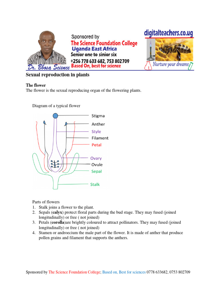 Plant Sexual Reproduction Guide | PDF | Flowers | Seed