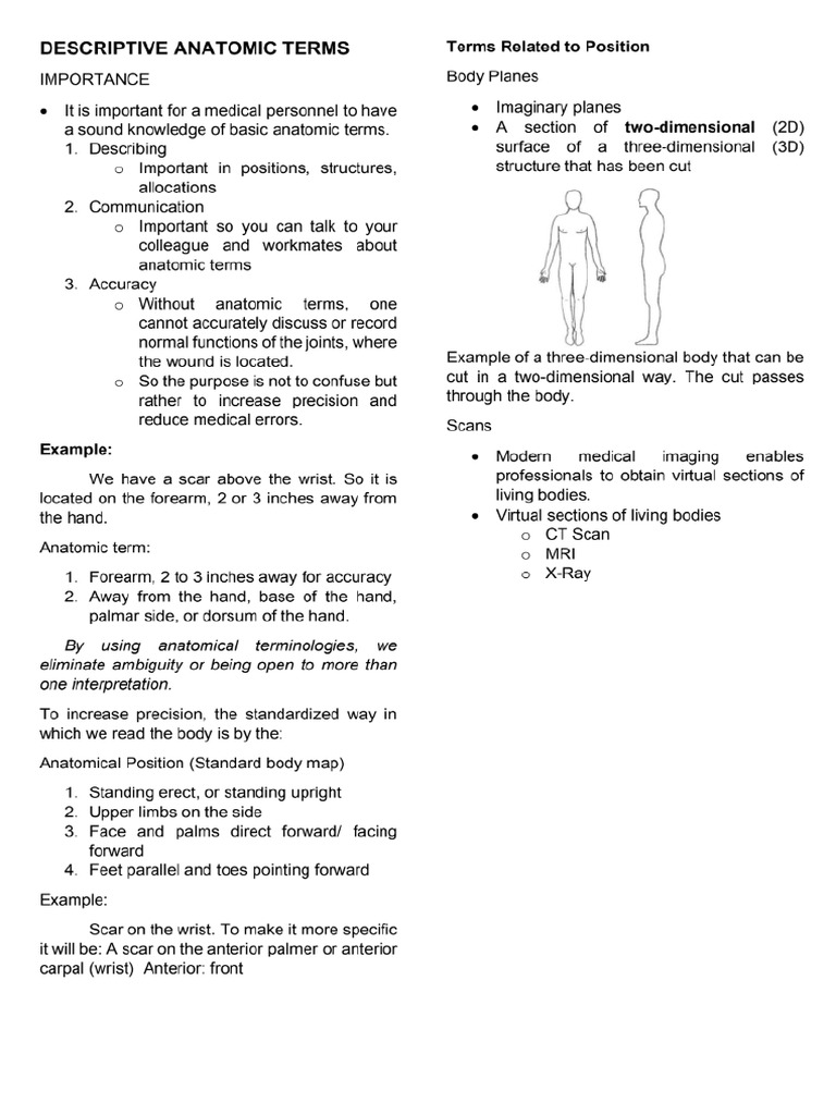 Gen Anatomy Midterms | PDF
