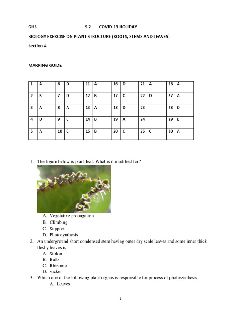Bio Paper s.2 Solution | PDF | Leaf | Root