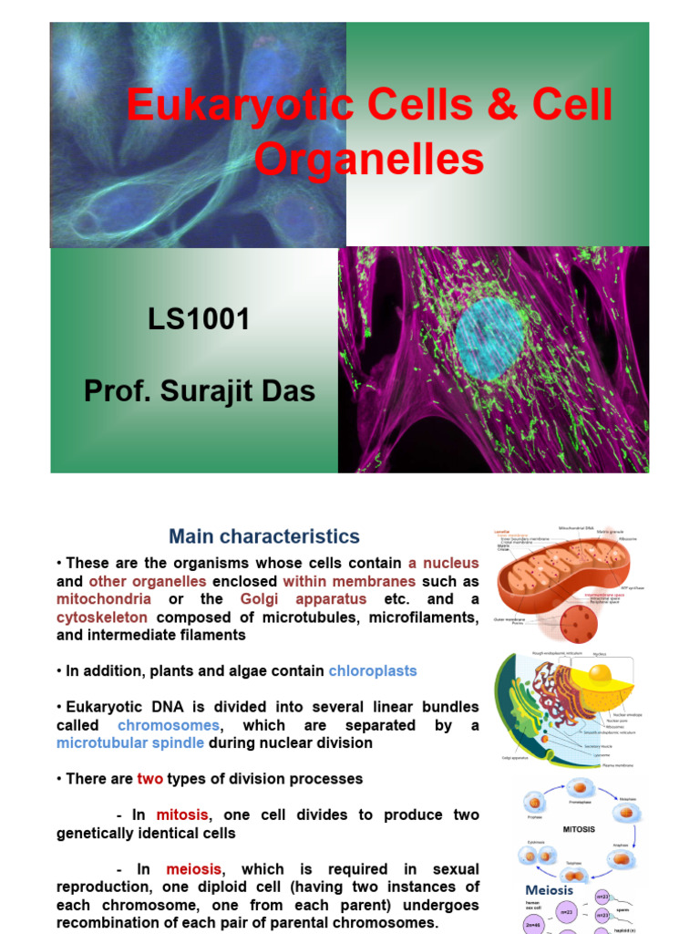 Eukaryotes Cell Organelles Pdf Endoplasmic Reticulum Cell Membrane
