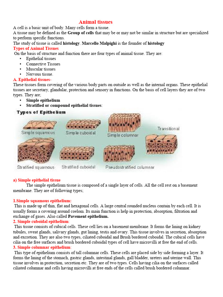 Animal Tissues Final Pdf Connective Tissue Epithelium