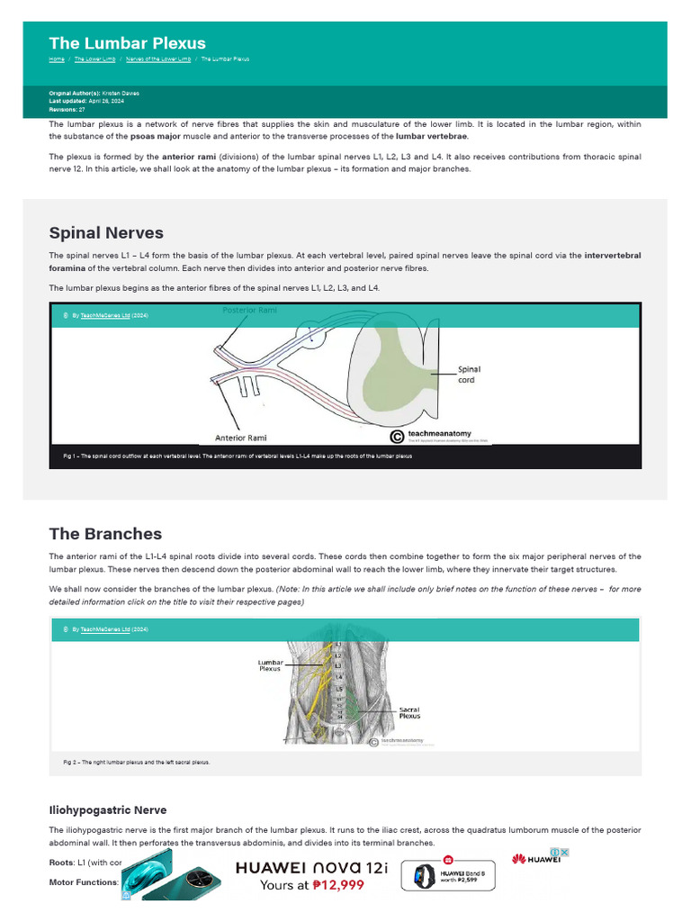 The Lumbar Plexus - Spinal Nerves - Branches - TeachMeAnatomy | PDF ...