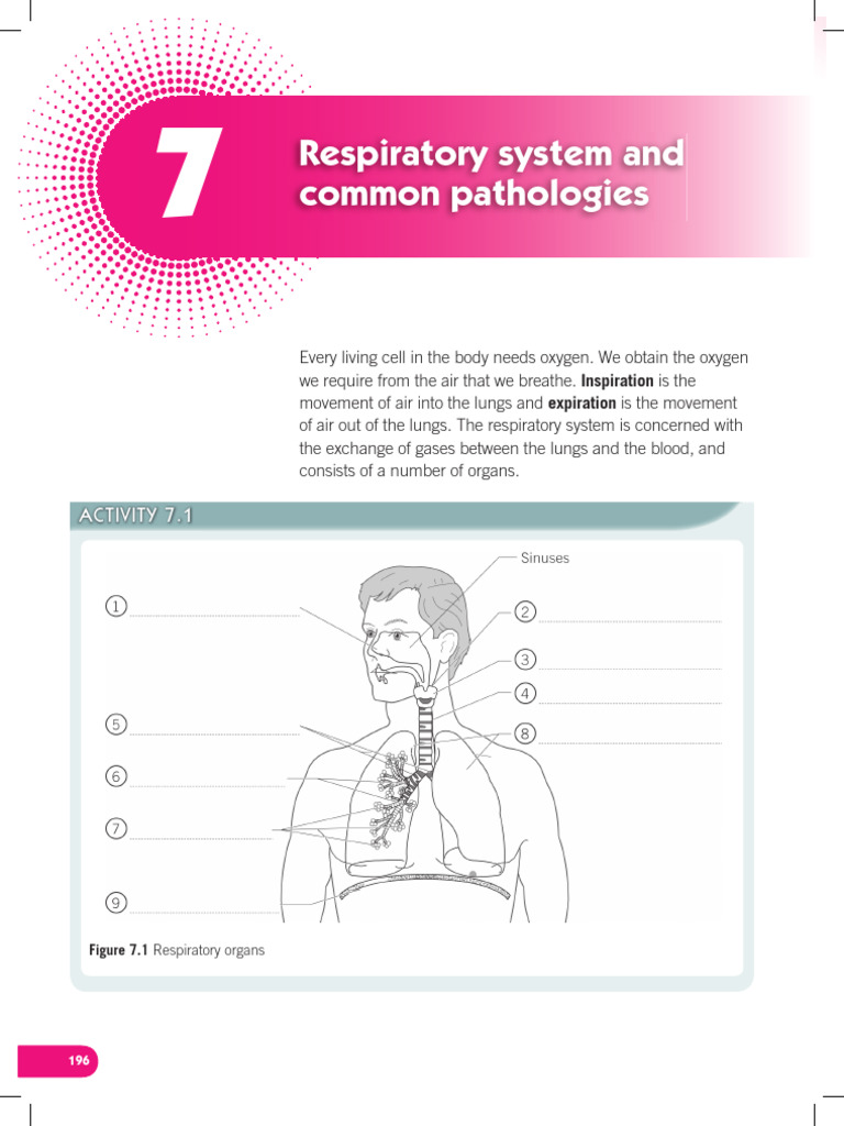 Overview of the Respiratory System | PDF | Respiratory Tract ...