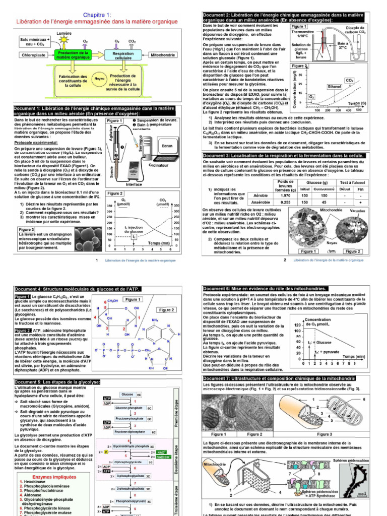 2bac SVT | PDF