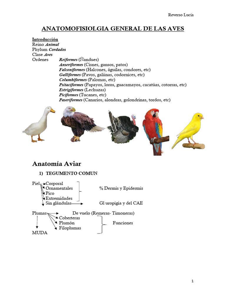 ANATOMOFISIOLGIA GENERAL DE LAS AVES | PDF | Sistema linfático | Anatomía