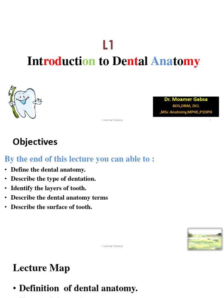 Introduction to Dental Anatomy | PDF | Human Tooth | Dentin