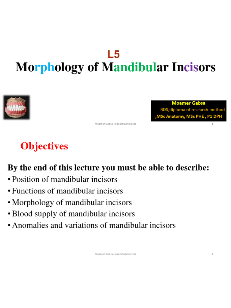 Morphology of Mandibular Incisors | PDF | Dental Anatomy | Tooth