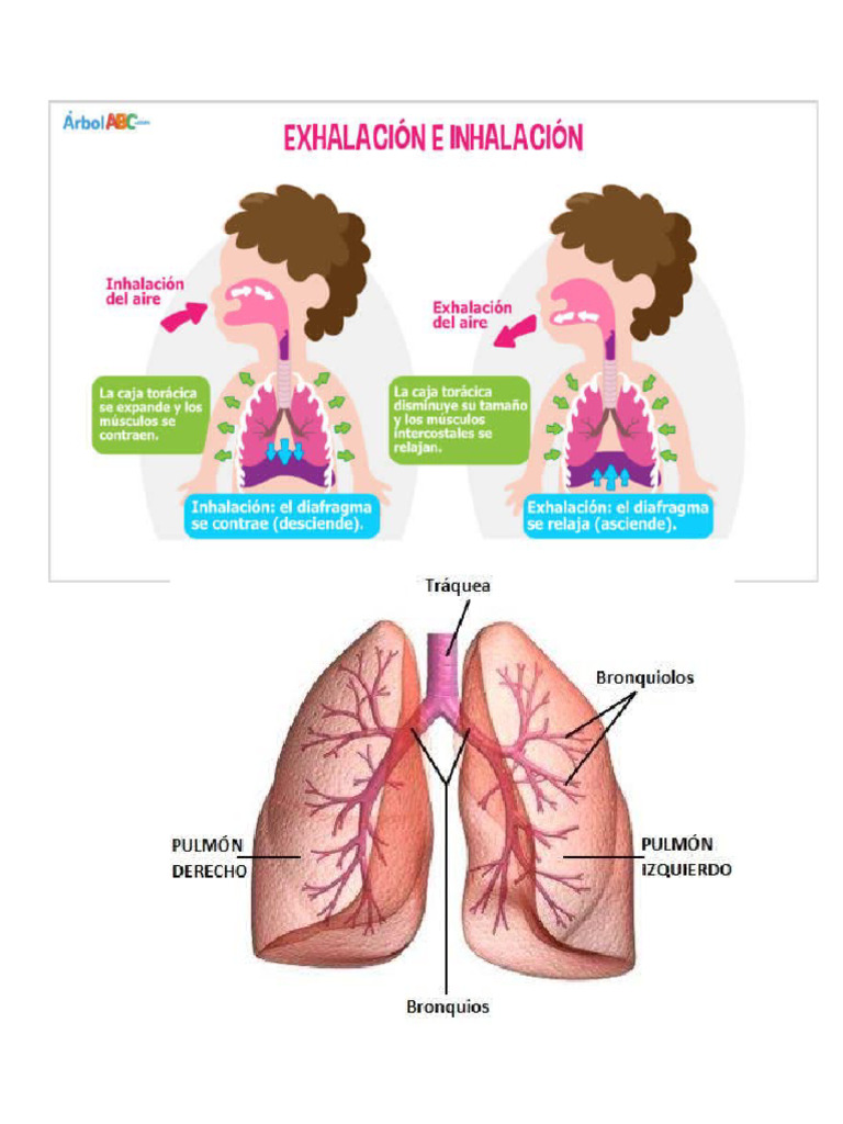 Inhlar y Exhalar | PDF