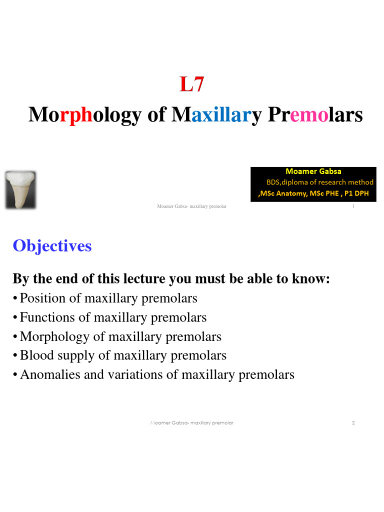 L7 Morphology of Maxillary Premolars | PDF | Dental Anatomy | Dentistry