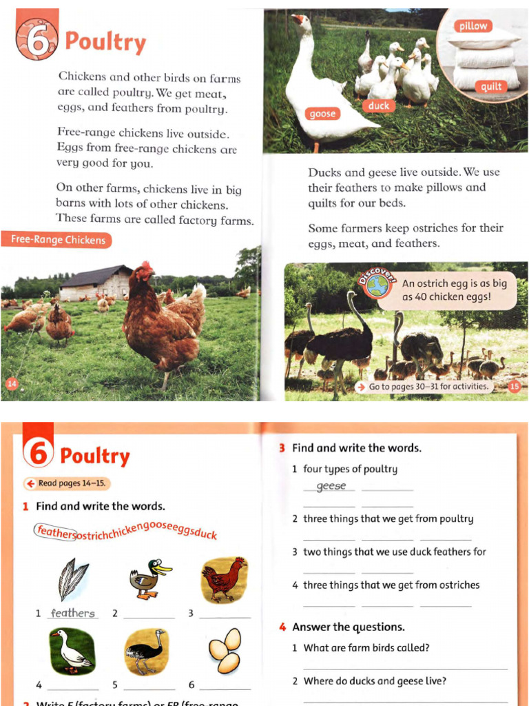 Poultry | PDF