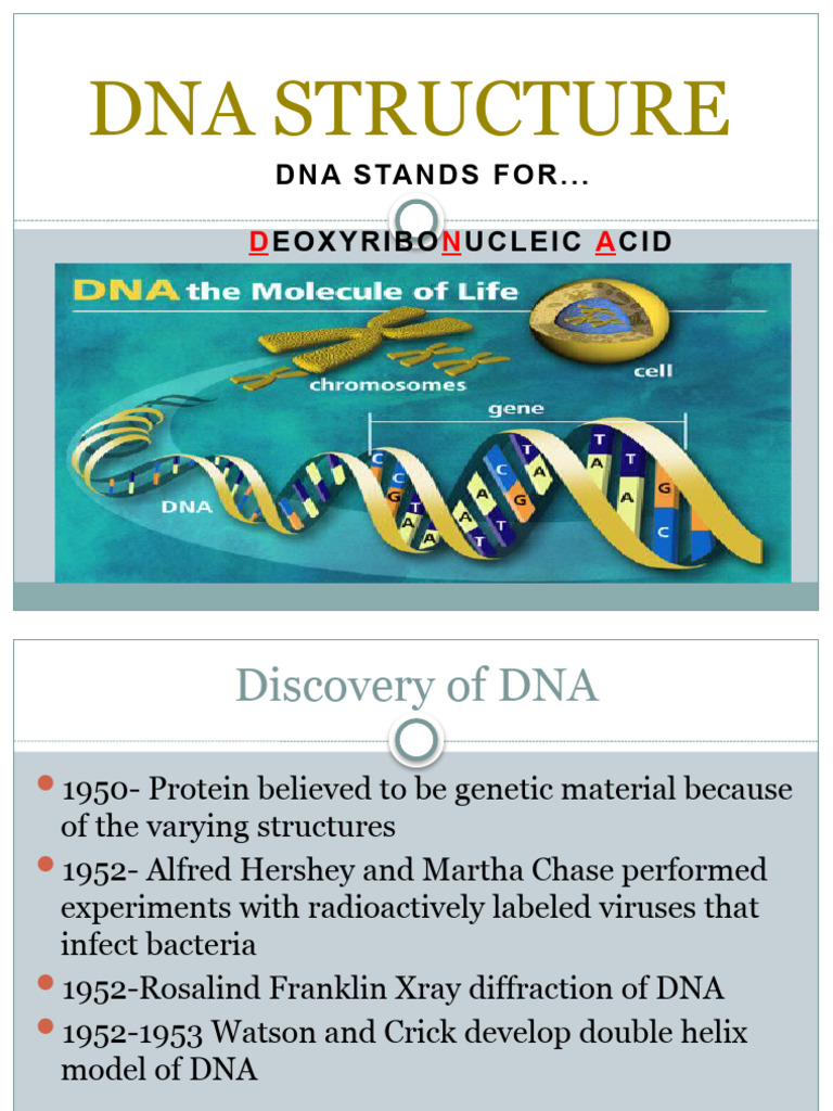 Dna Structure Lec-5 | PDF | Dna | Nucleotides