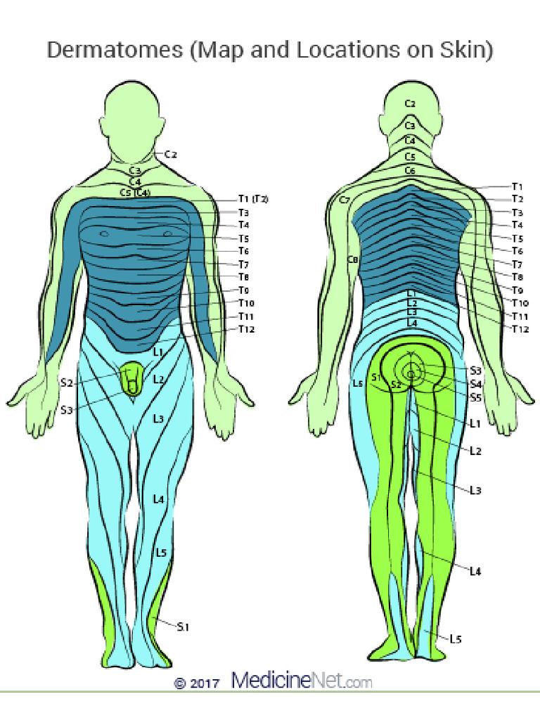 Myotomes | PDF