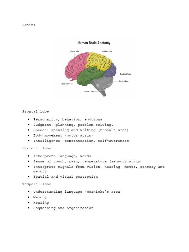 BRAIN009 JHJK | PDF | Language Arts & Discipline | Science & Mathematics