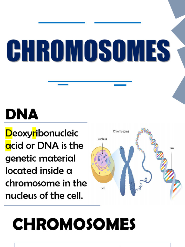 Cell Cycle Reviewer | PDF | Meiosis | Mitosis