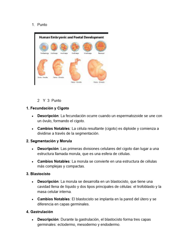 Embrion | PDF | Embrión | Biología del desarrollo