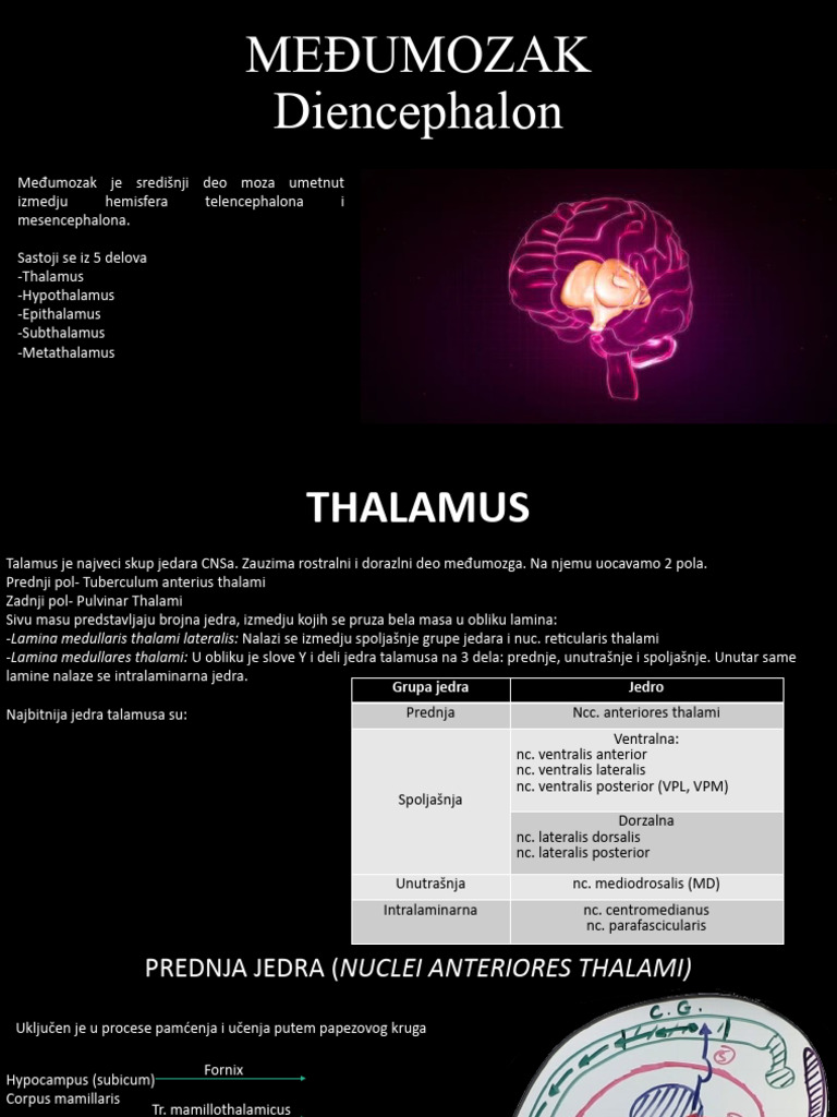 Thalamus | PDF
