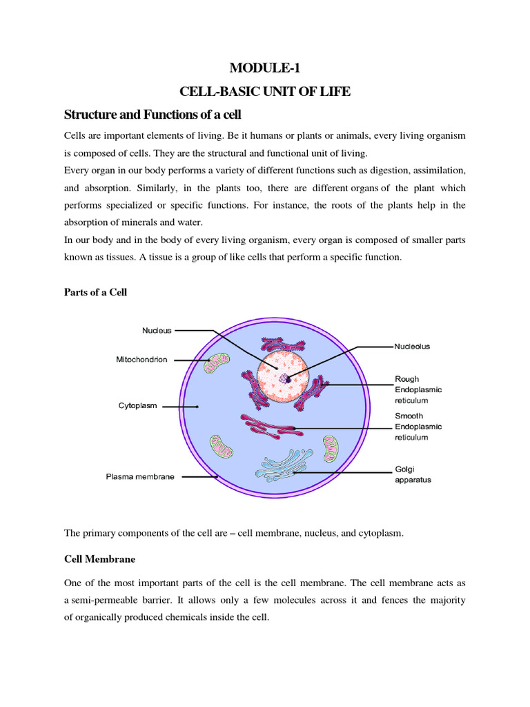 Structure and Function of A Cell-Module 1 | PDF | Cell Nucleus | Cell (Biology)