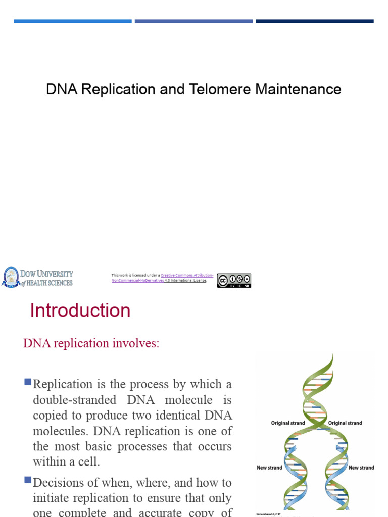 Lecture 10. DNA Replication and Telomere Maintenance 1 | PDF | Dna ... Lecture 10. DNA Replication and Telomere Maintenance 1 | PDF | Dna ...