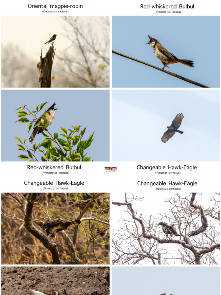 Birds | PDF