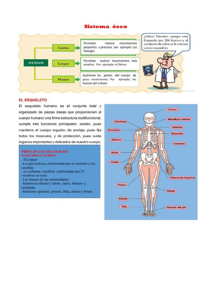 Tema El Sistema Oseo y Muscular 5to B | PDF