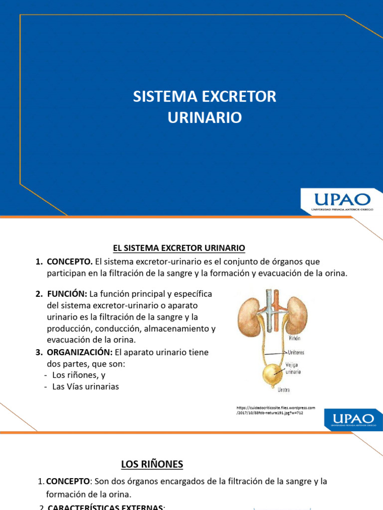 B) Sistema Excretor, Aparato Urinario | PDF | Sistema urinario | Riñón