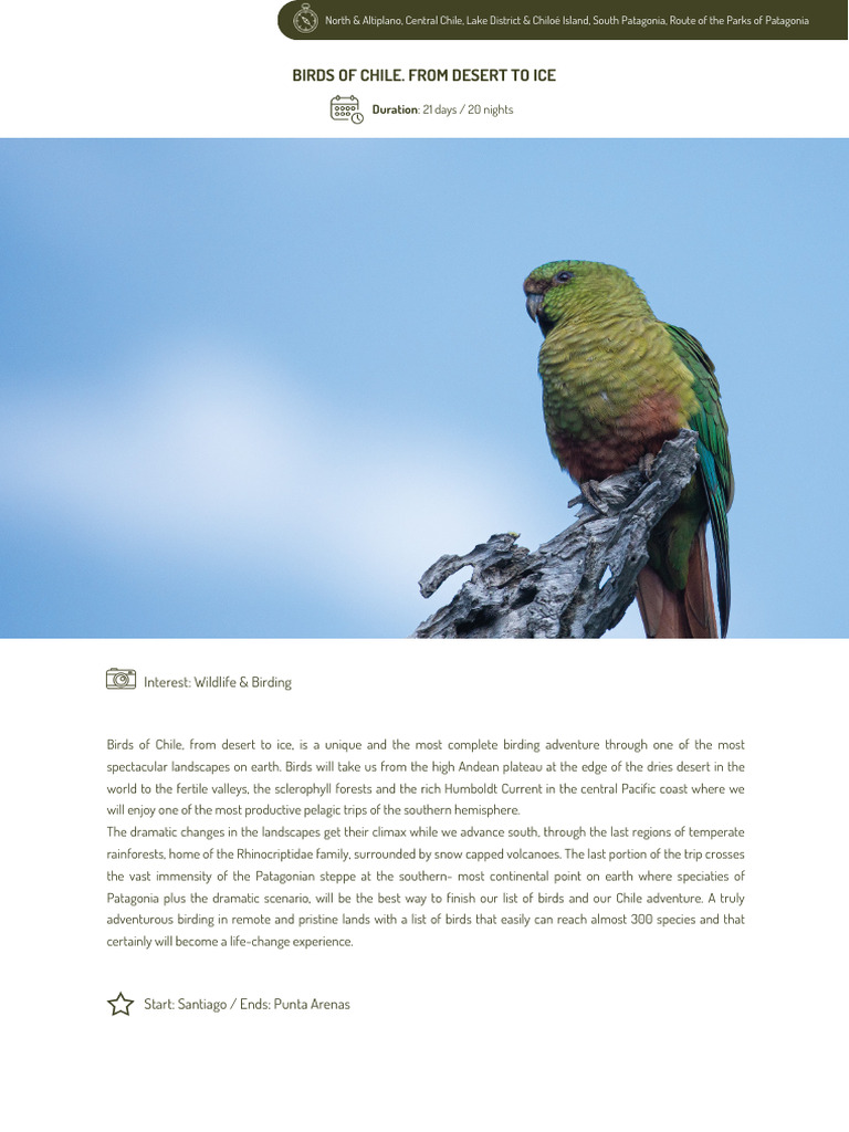 Tour 10 Birds of Chile From Desert To Ice | PDF | Andes | Chile