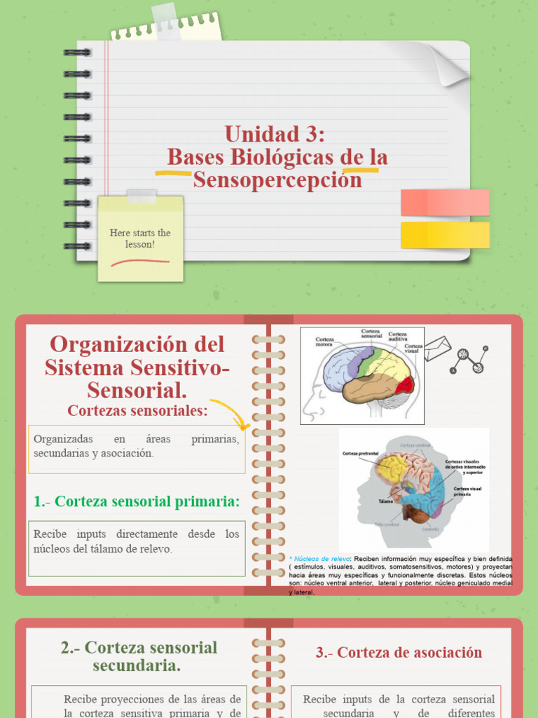 Sensopercepción Final | PDF | Percepción visual | Ojo humano