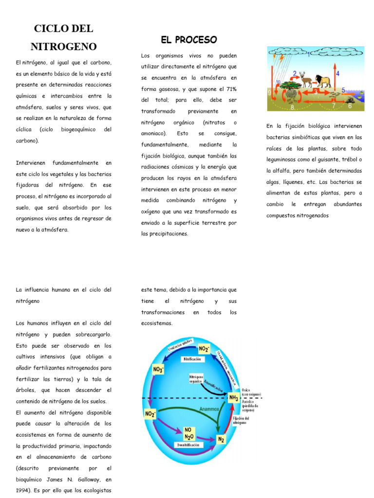 Ciclo Del Nitrogeno: El Proceso | PDF | Nitrógeno | Fertilizante