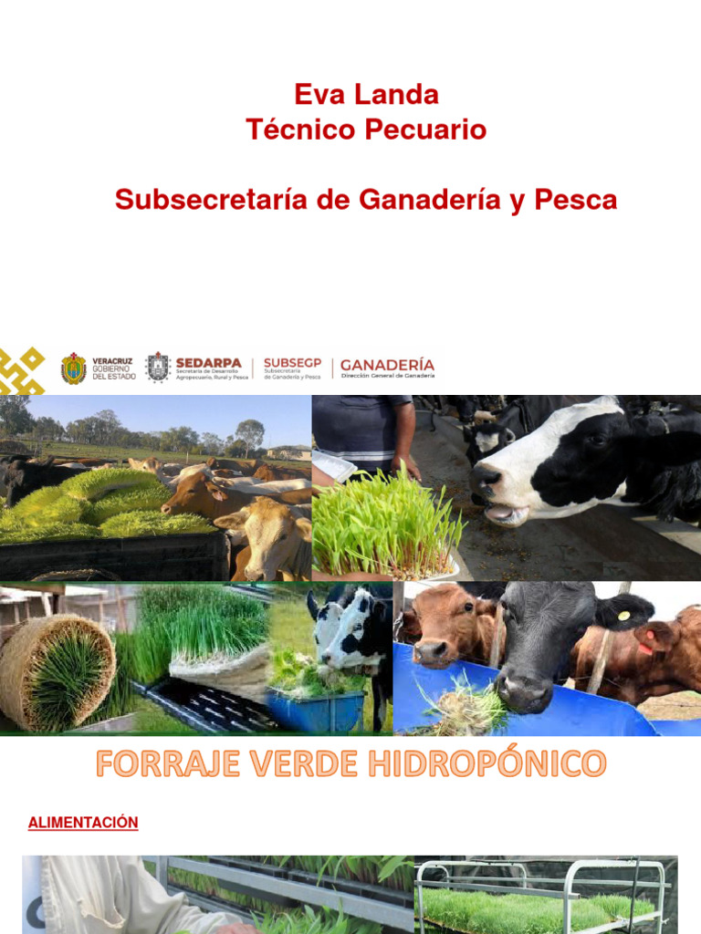 Guía de Forraje Verde Hidropónico | PDF | Agua | Oveja