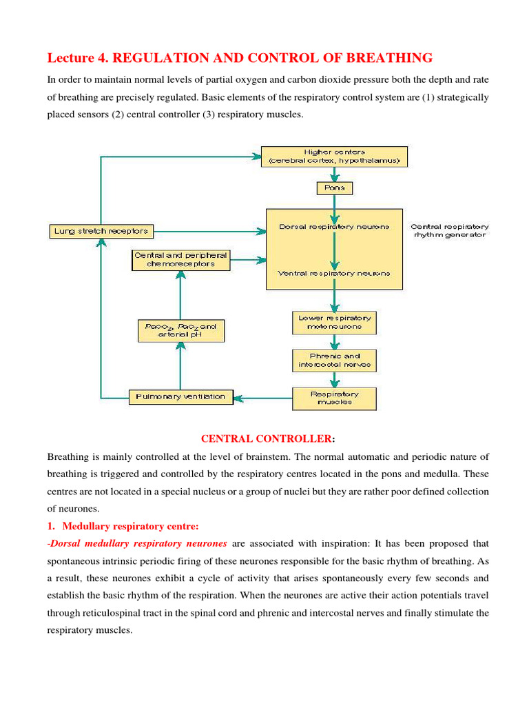 Breathing Regulation and Control | PDF | Breathing | Physiology