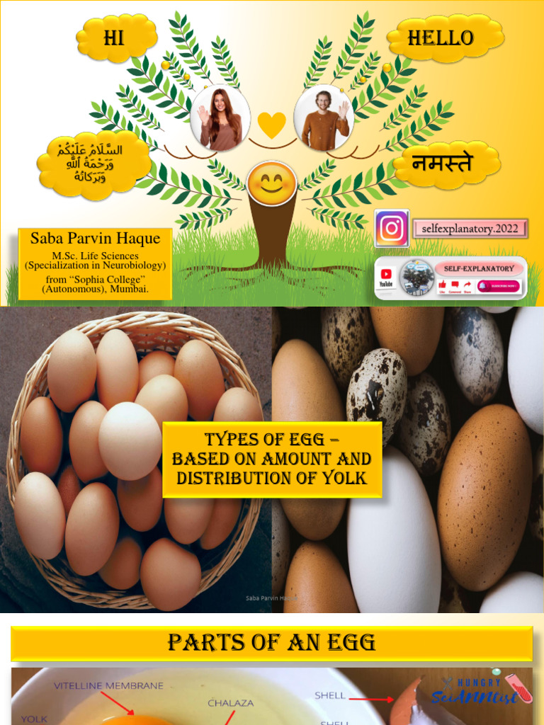 Types of Eggs Based on Yolk Distribution | PDF | Egg | Yolk