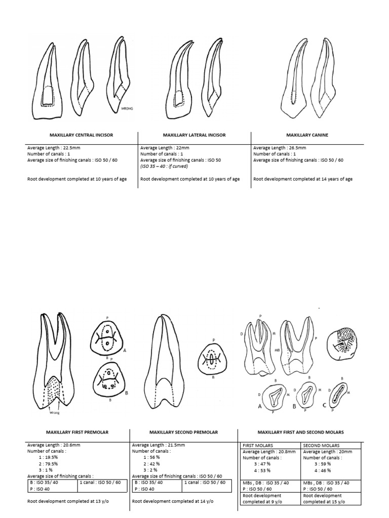 All Teeth | PDF | Dental Anatomy | Dentistry