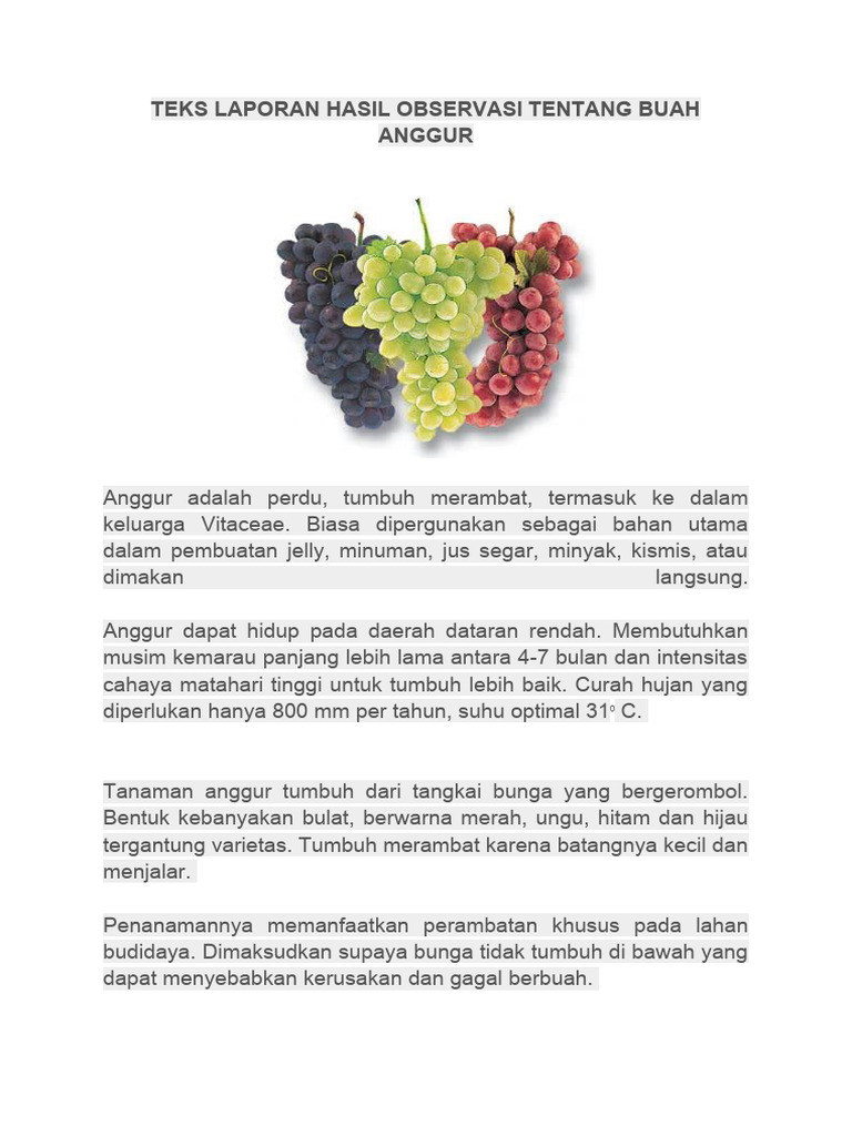 Teks Laporan Hasil Observasi Tentang Buah Anggur | PDF