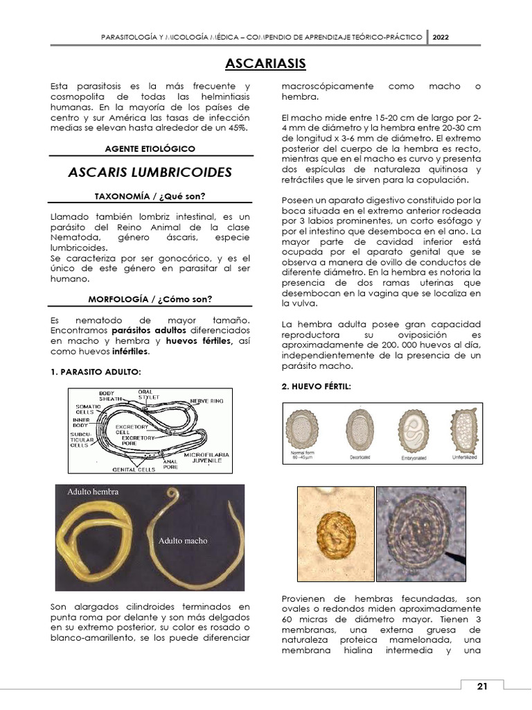 Lab #5 (Ascaris - Tricocéfalo - Oxiuriasis) | PDF | Medicina CLINICA ...