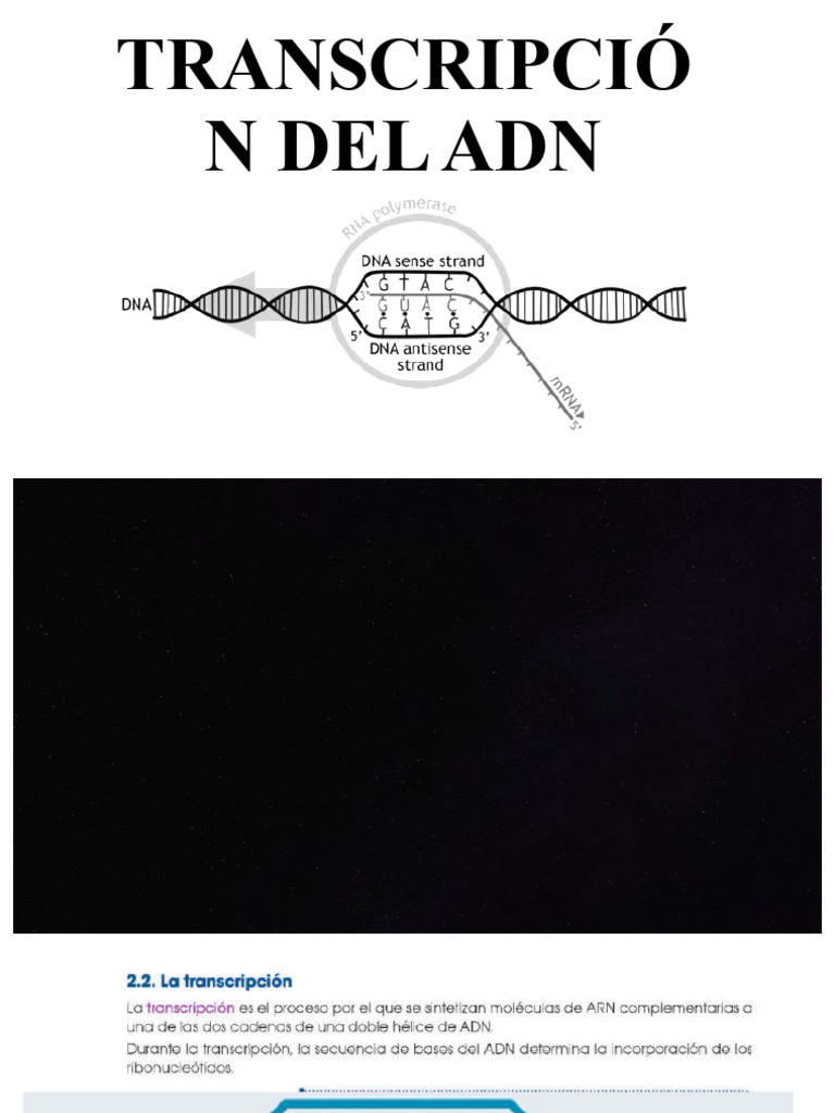 Transcripción Del Adn | PDF | Rna | Adn