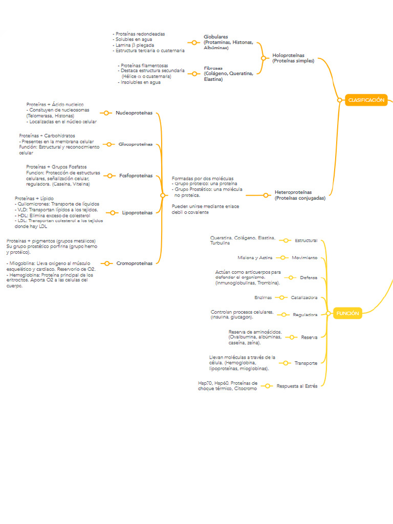 Mapa Mental Proteinas | PDF
