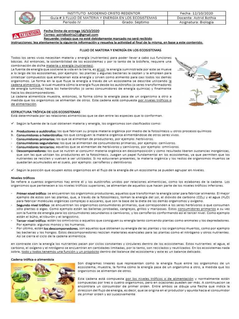 1 - Flujo de Energia en Los Ecosistemas | PDF | Red alimentaria ...
