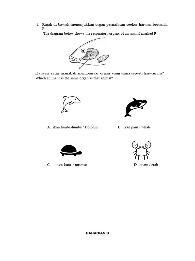 Organ Pernafasan dan Perkumuhan Haiwan | PDF