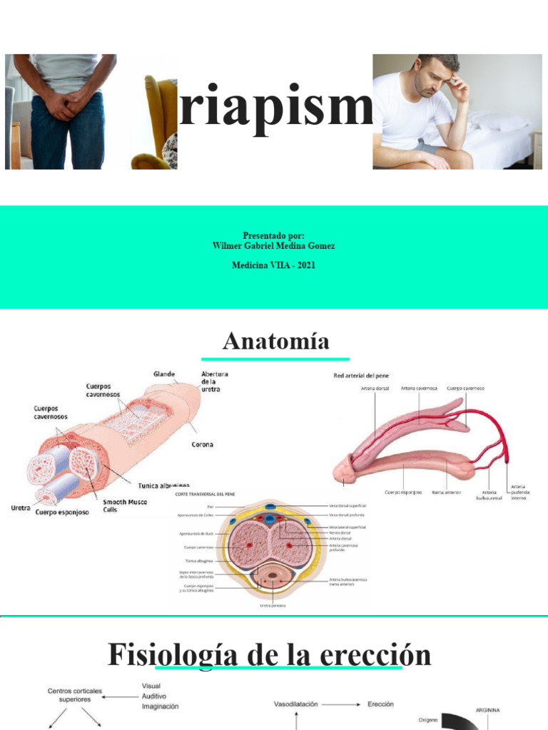 Priapismo | PDF | Enfermedades y trastornos | Medicina