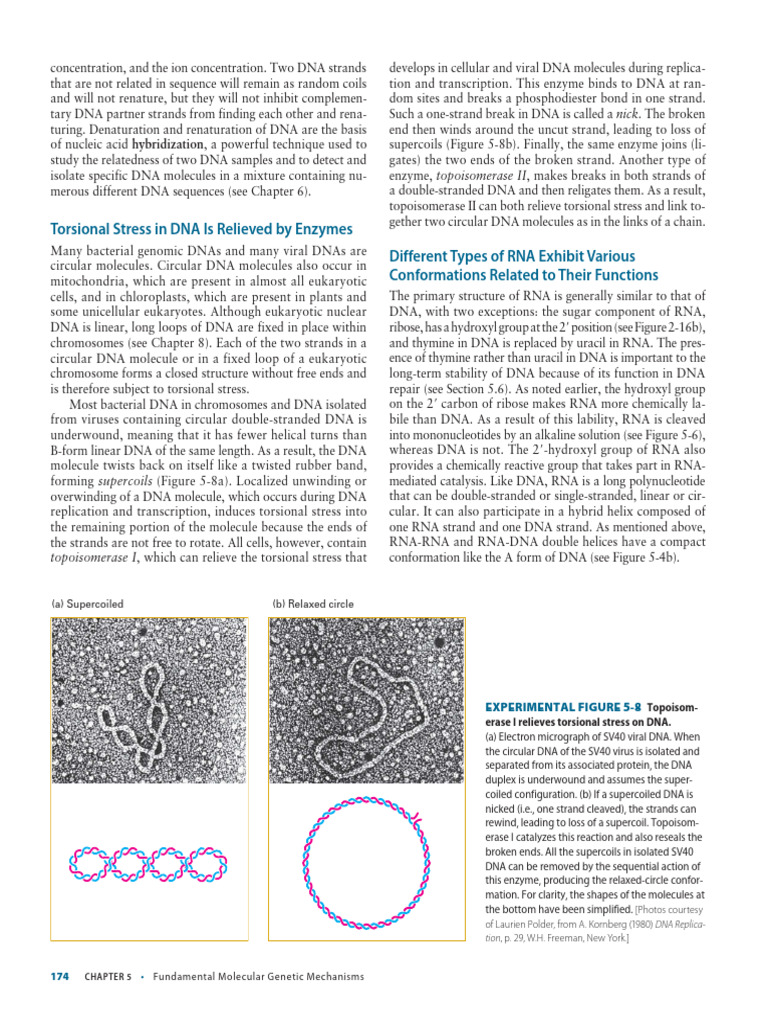 Transcription of Protein-Coding Genes | PDF | Rna | Dna