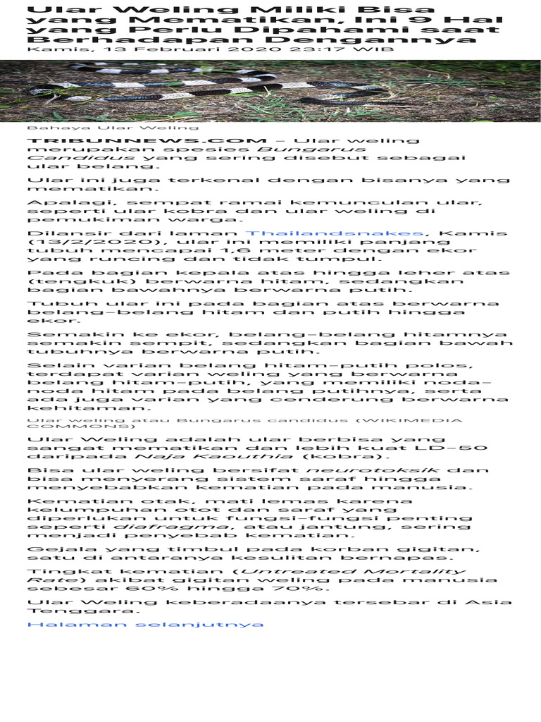 Ular Weling Miliki Bisa Yang Mematikan, Ini 9 Hal Yang Perlu Dipahami ...