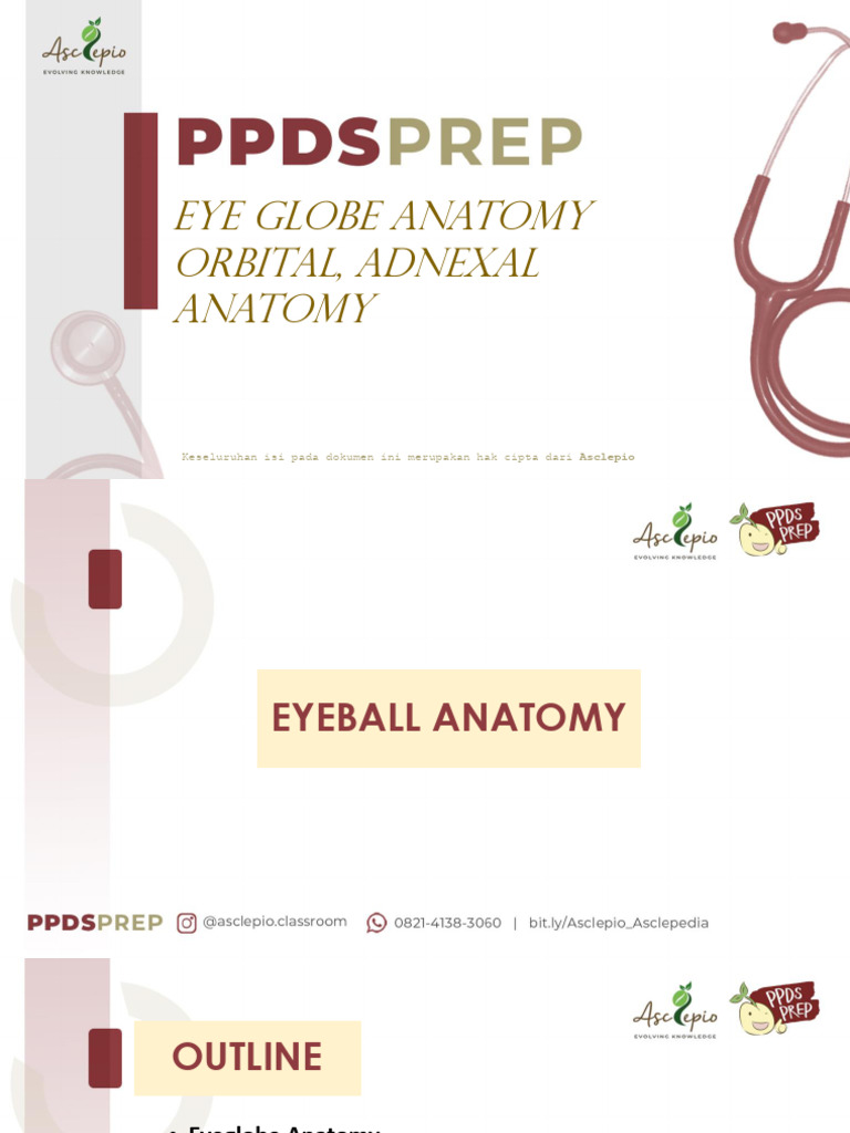 Ocular - Orbit Anatomy Rev | PDF | Cornea | Retina