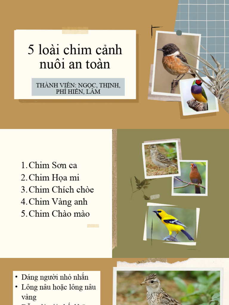 5 Loài Chim Cảnh Nuôi an Toàn | PDF