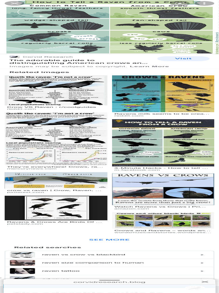 Crows Vs Ravens - Google Search | PDF